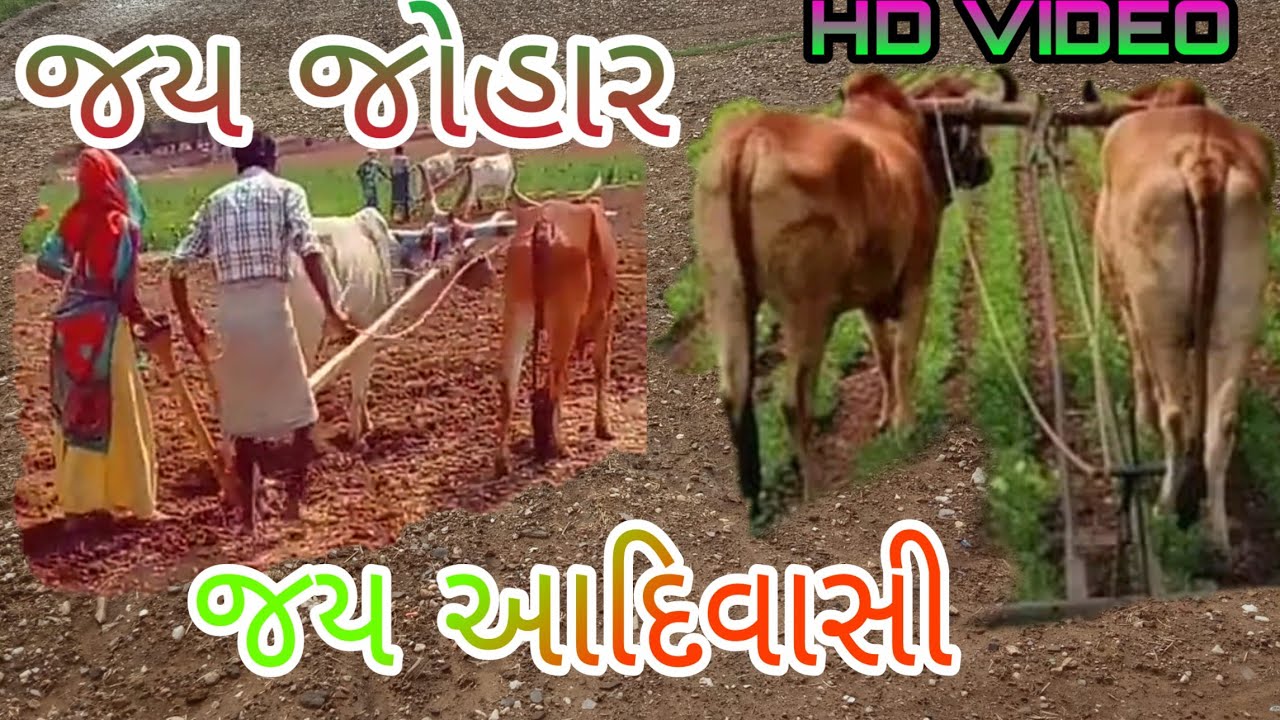 જય આદિવાસી....... જય જોહાર🏹🏹 કમલેશ બારોટ આદિવાસી સોંગ વિડીયો Bhil is ...