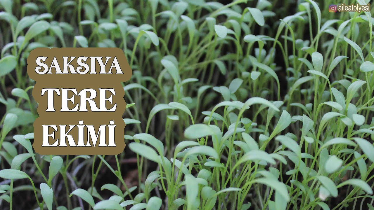 Tere Nasıl Ekilir; Balkonda Saksıya Tere Ekimi - Bir ve İki Haftalık ...