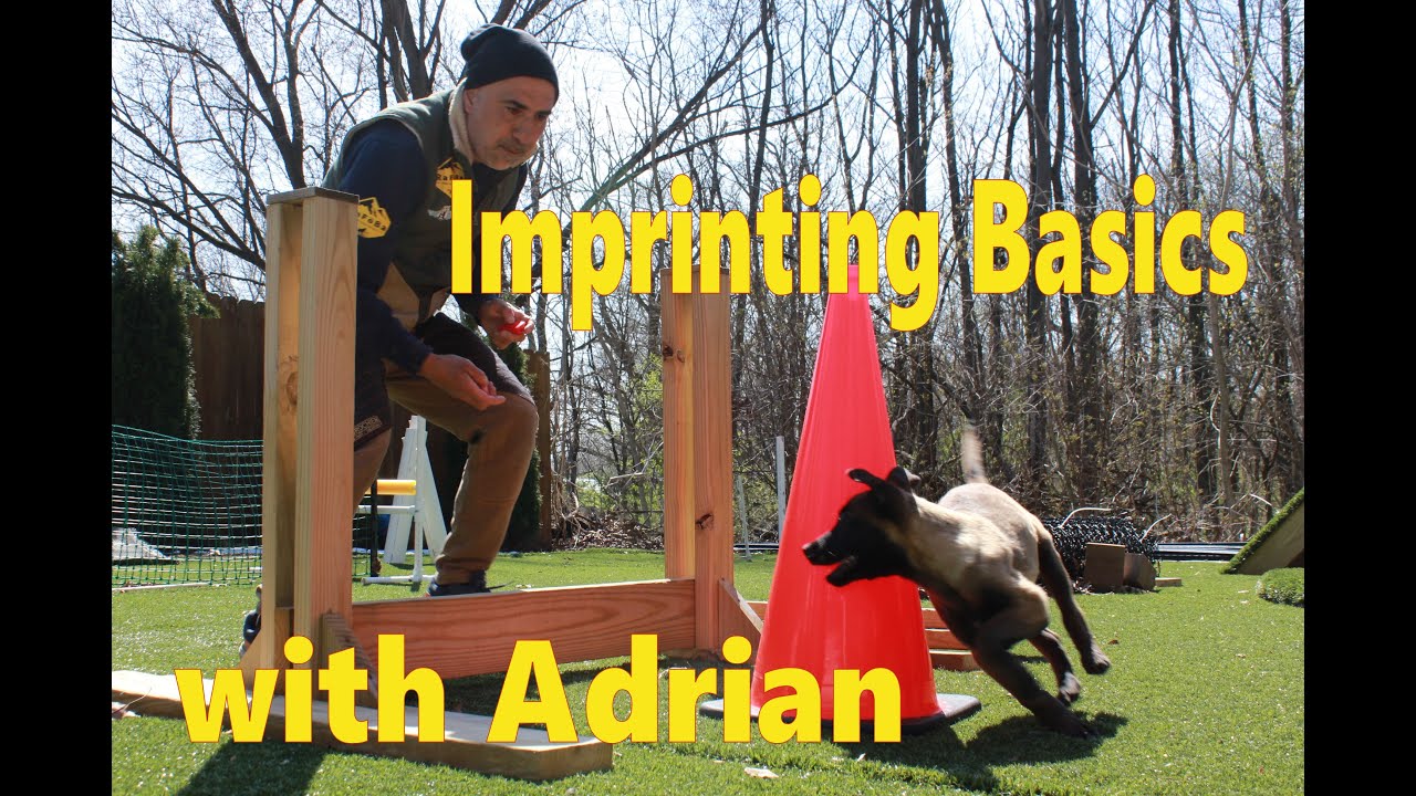 Imprinting Basics with Working Dogs. - YouTube