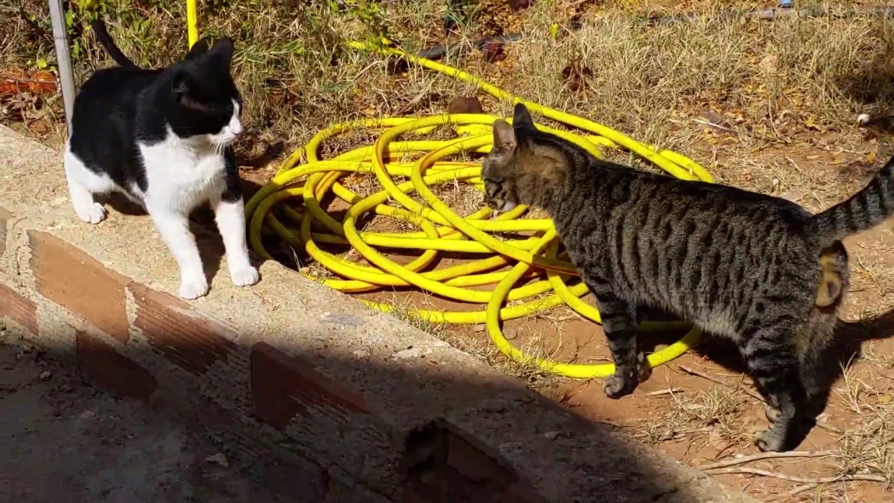 Weird Cat No.4 !!! - YouTube