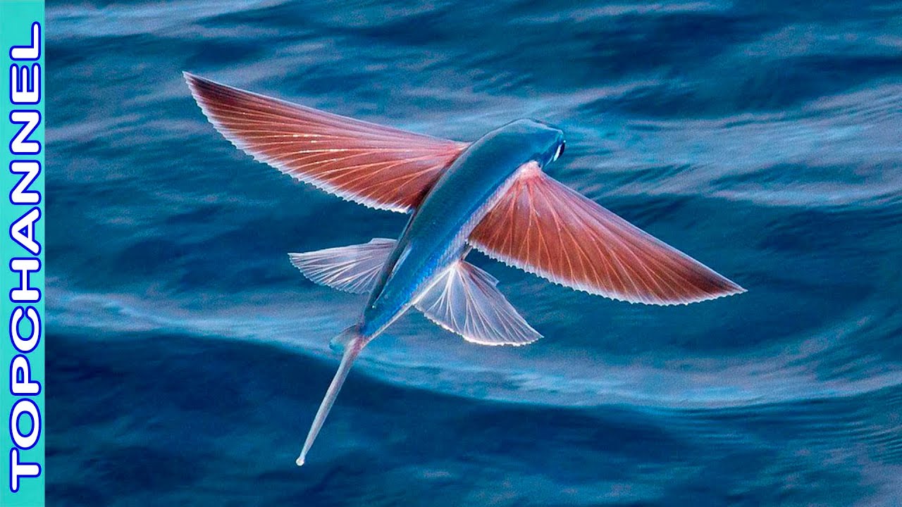 6 Especies de peces voladores más fascinantes - YouTube