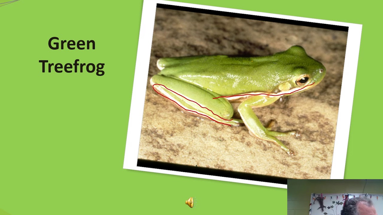 Frog Identification - Part 1 - YouTube