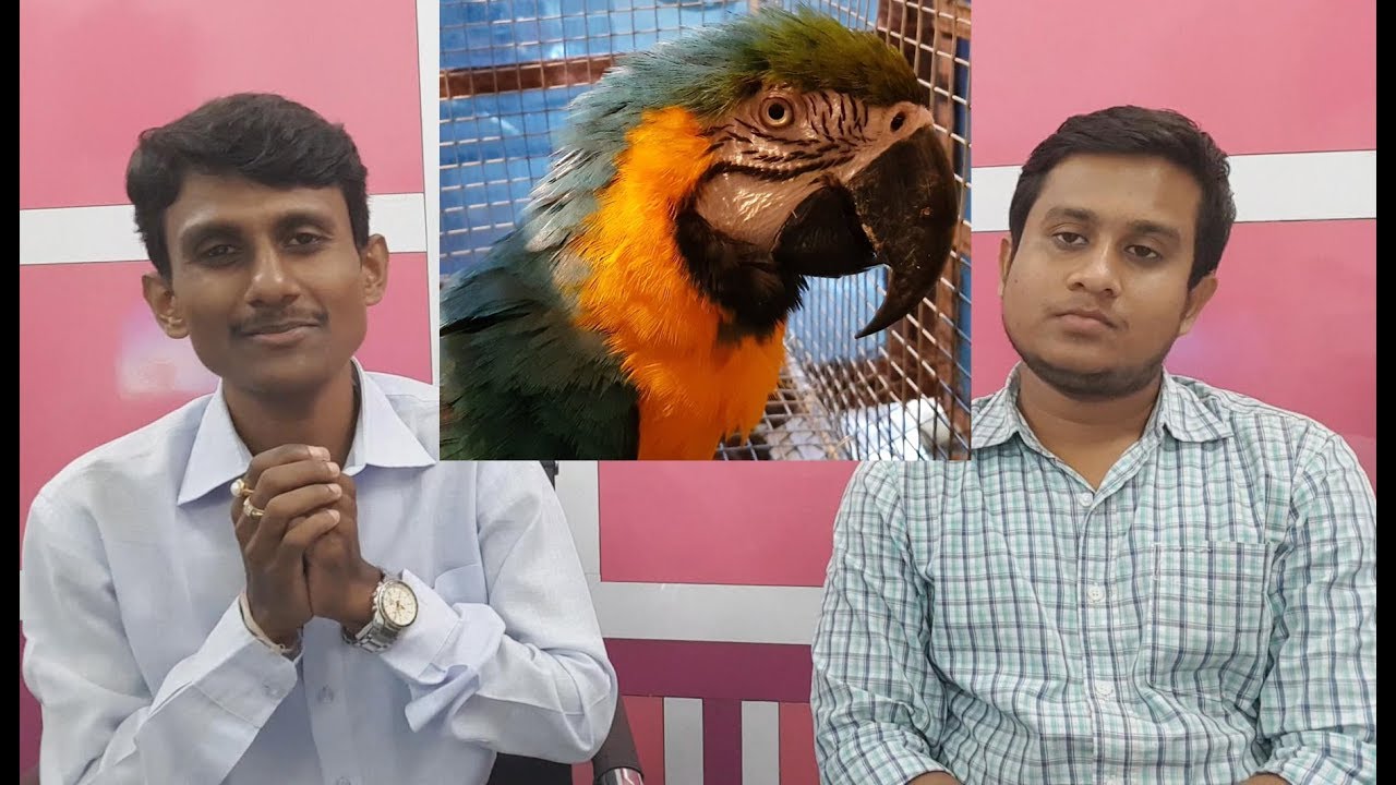 What Result is about my Sick Blue & Gold Macaw /Tips Of Birds Parrots ...