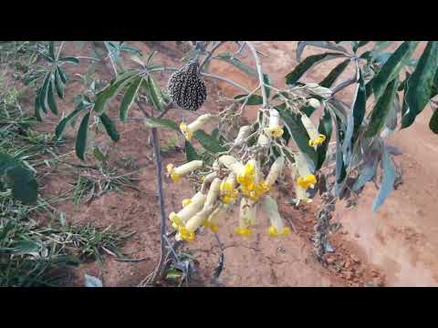 Planta do cerrado, saco-de-carneiro ou bolsa-de-pastor(Zeyheria digitalis)