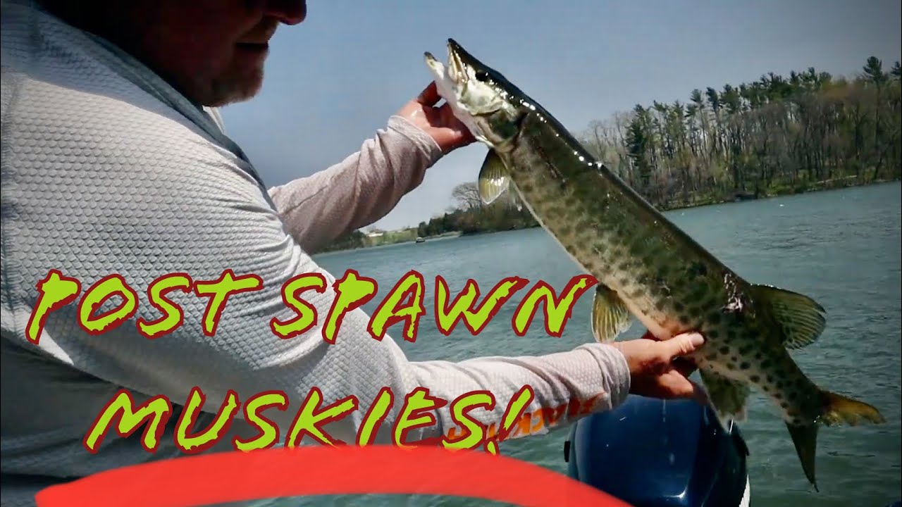 SPRING MUSKIE FISHING in IOWA, Post Spawn Musky with Steve Jonesi Guide ...