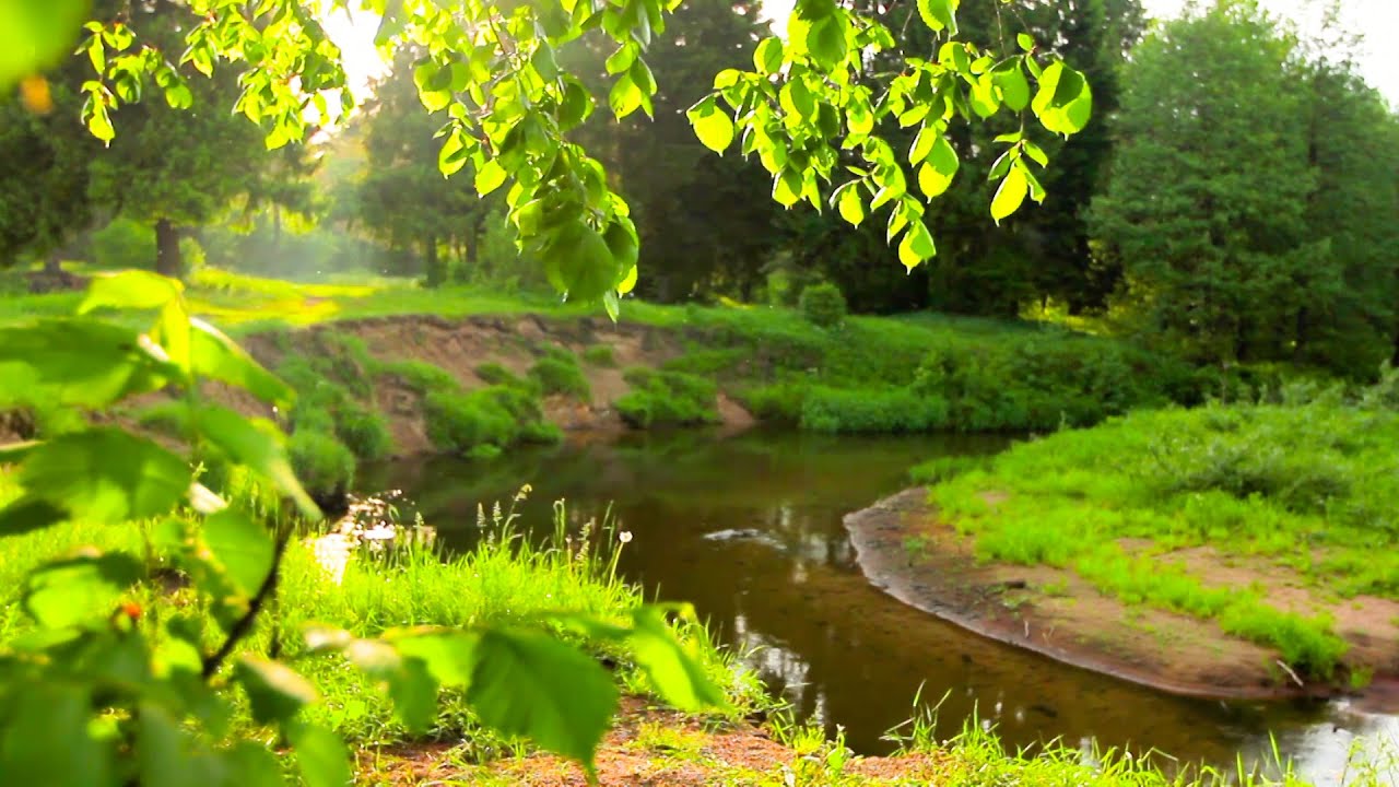 Chill in the Nature - Bird song - YouTube