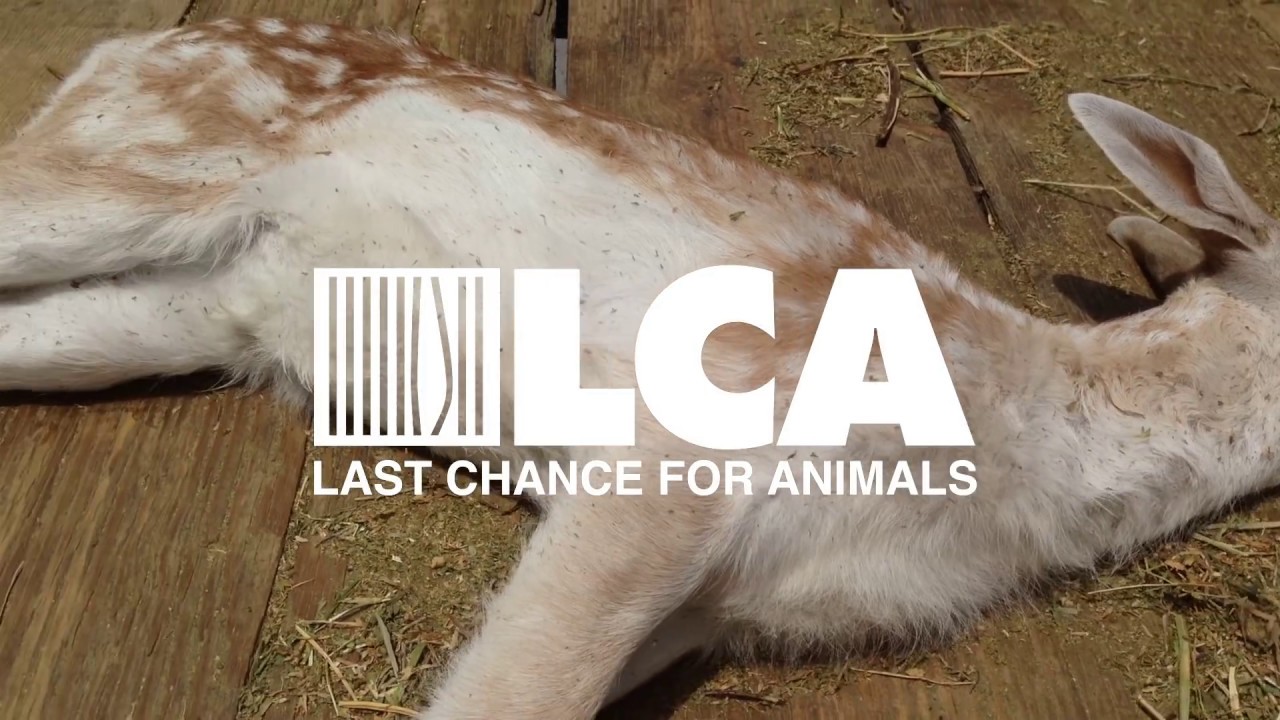 Last Chance for Animals Investigation of Land Animals at Marineland ...