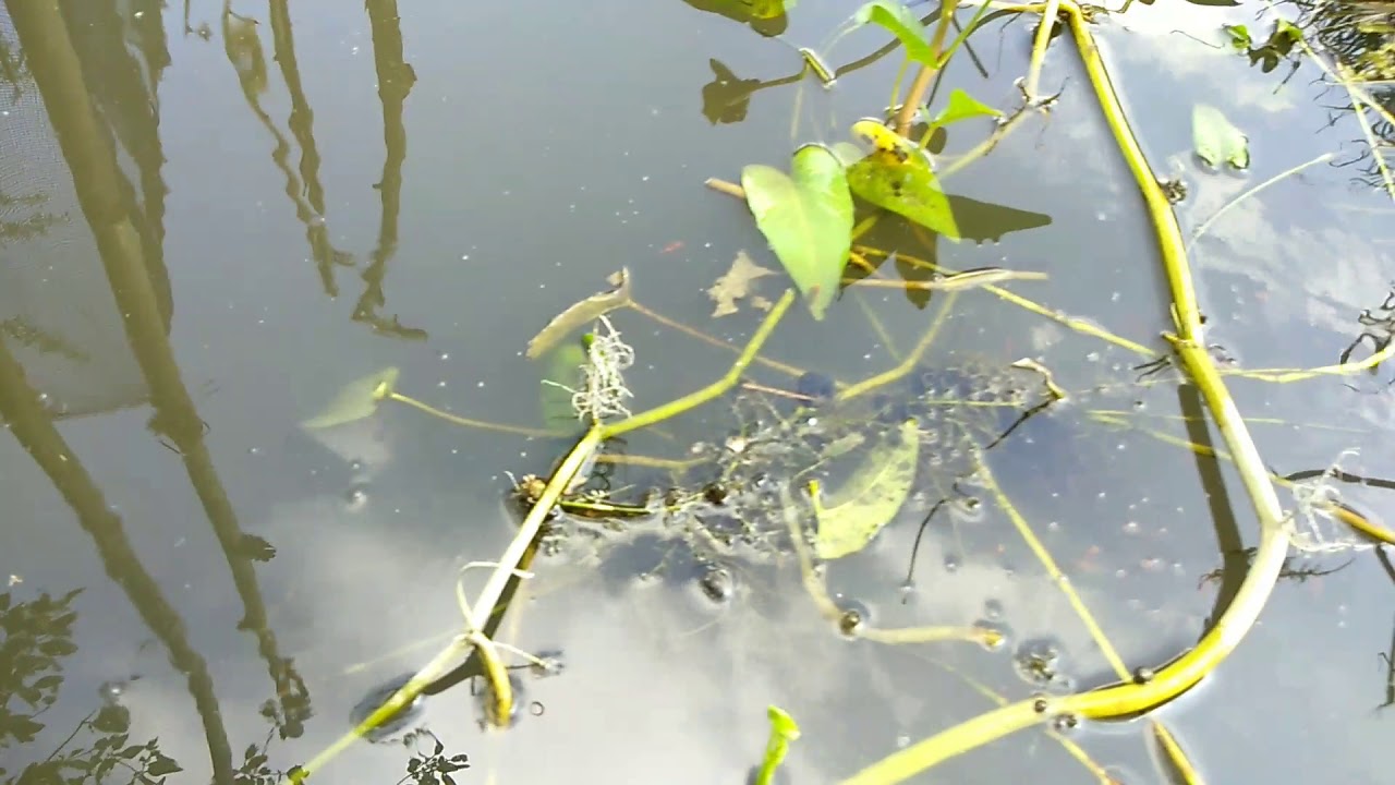Dalag/Snakehead Fingerlings and Golden Kuhol - YouTube