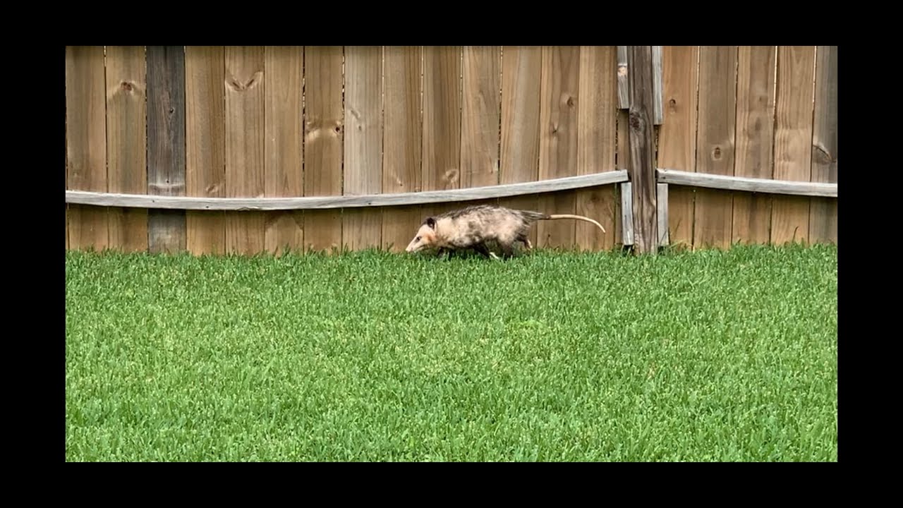 Bahcede Domuz Yavrusu Gibi Bir Hayvan : Possum (keceli sican) - YouTube