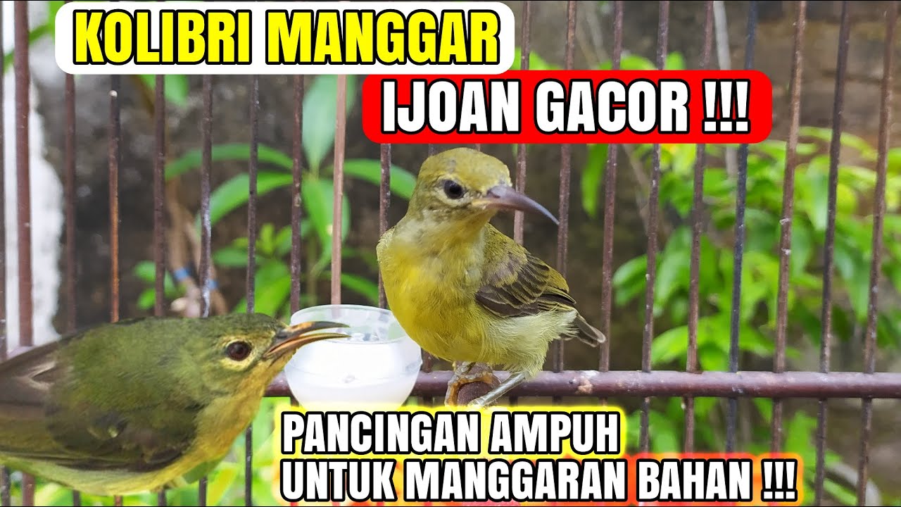 KOLIBRI MANGGAR IJOAN GACOR PANCINGAN UNTUK MANGGARAN BAHAN CEPAT ...