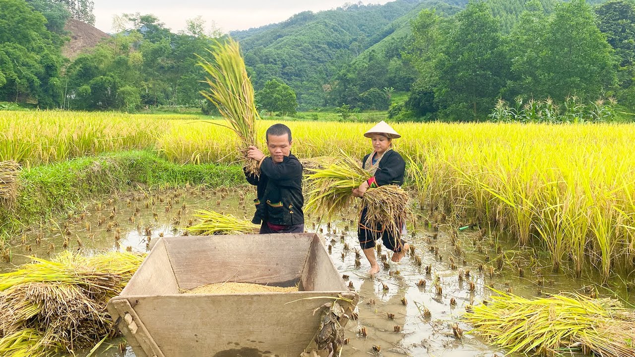 Dwarf family harvesting rice - Catching Frogs and frog dishes - YouTube