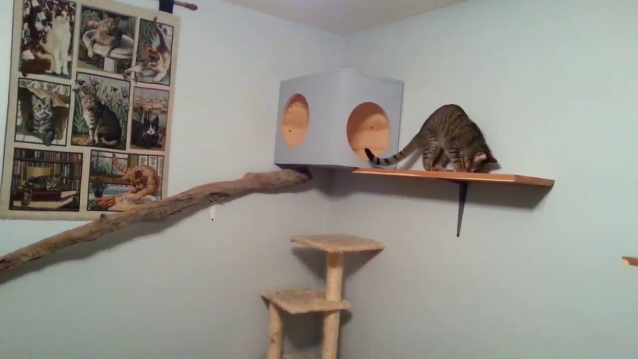 Amazing blind cat walking a ledge - Must see! - YouTube