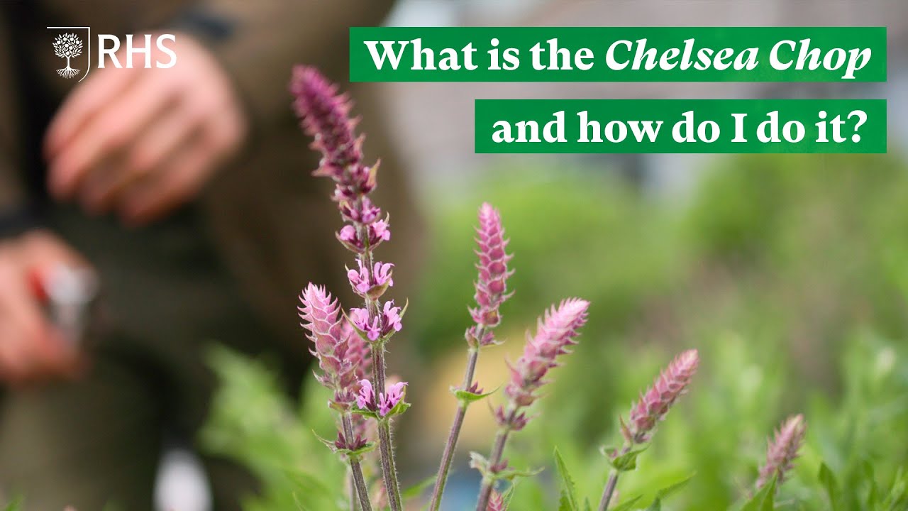 The Chelsea Chop: What is it and how do I do it? | The RHS - YouTube