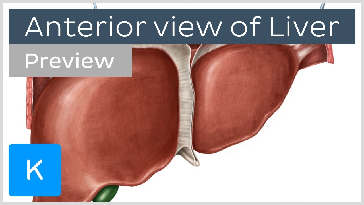 Anterior view of the liver (preview) - Human Anatomy | Kenhub - YouTube