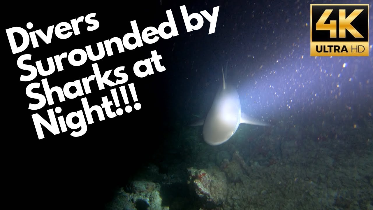 Divers surrounded by sharks at night! - YouTube