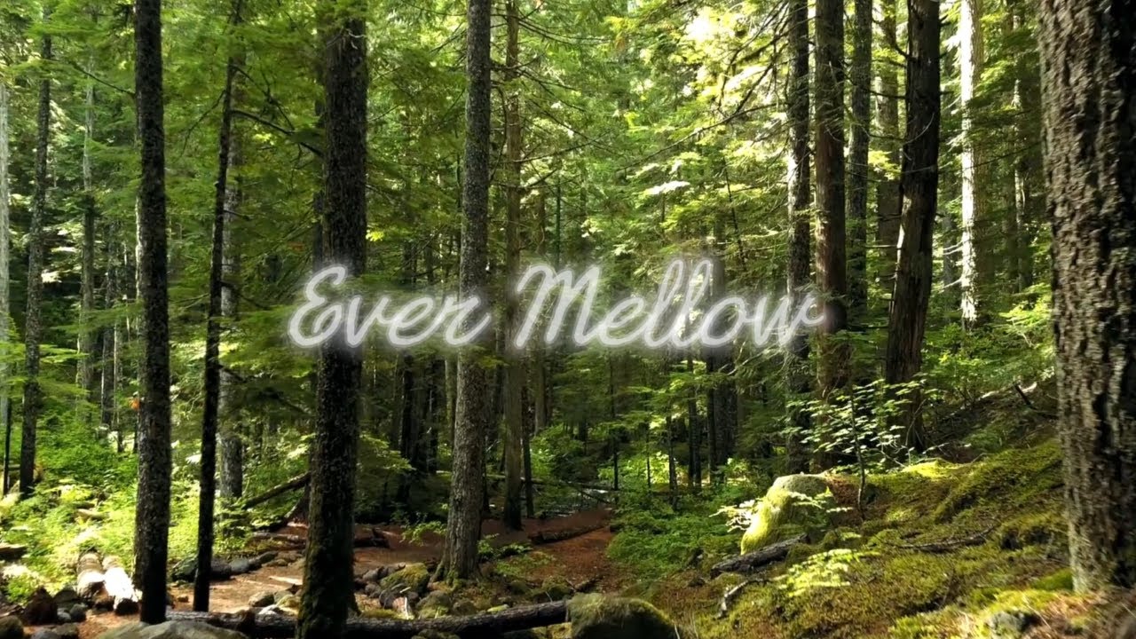 Ever Mellow: 휴식을 위한 힐링 피아노 | Soothing Piano Melodies - YouTube