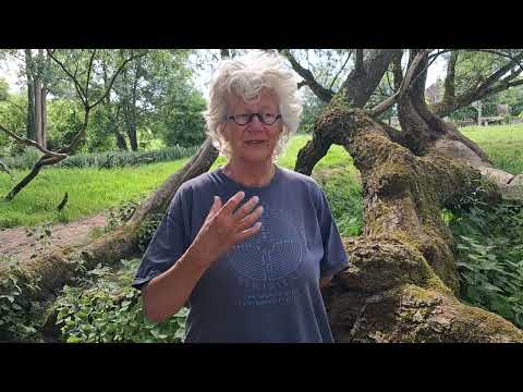 Inner Outer Earth Energies Explained by Willow Tree