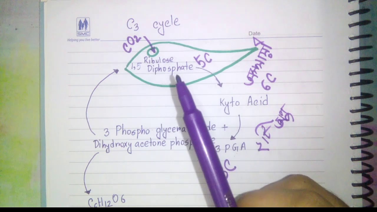 C3 Cycle- Chapter 4 (SSC) BIOLOGY - YouTube