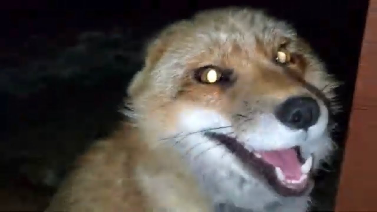 Finnegan fox compilation - YouTube