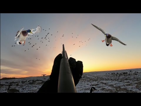 Epic Mallard Hunt In Bean Field (8 MAN LIMIT!) - YouTube