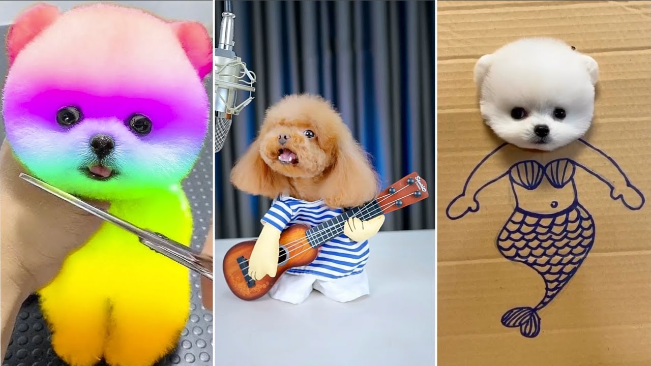 Cute Pomeranian Puppies Doing Funny Things #16 | Cute and Funny Dogs ...