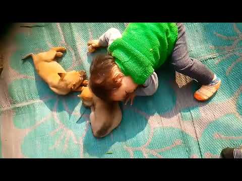 cute baby and puppy's viral video 2023
