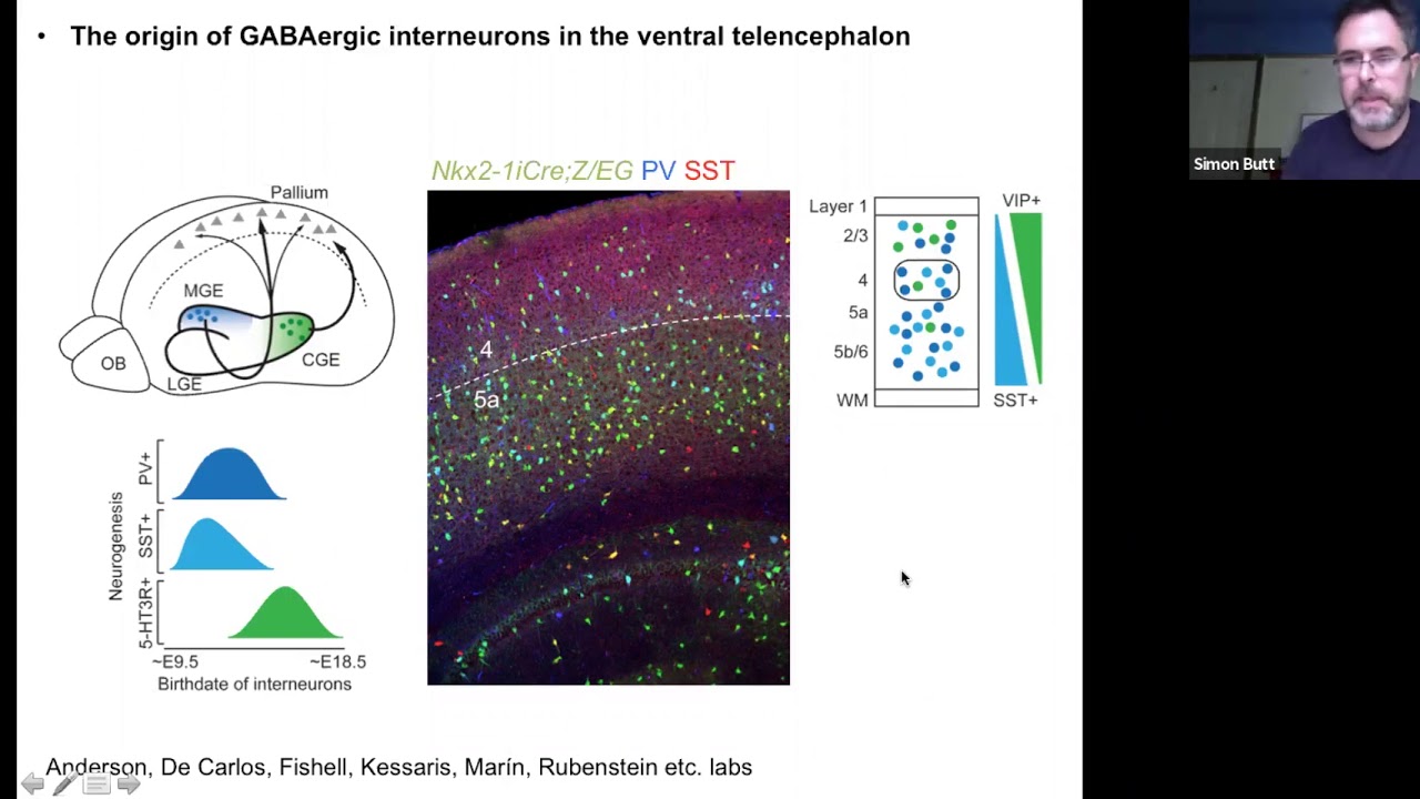 Keynote: Controlling the flow: GABAergic interneurons in neonatal ...