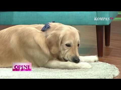 Meet Snowee The Golden! - Opini - YouTube