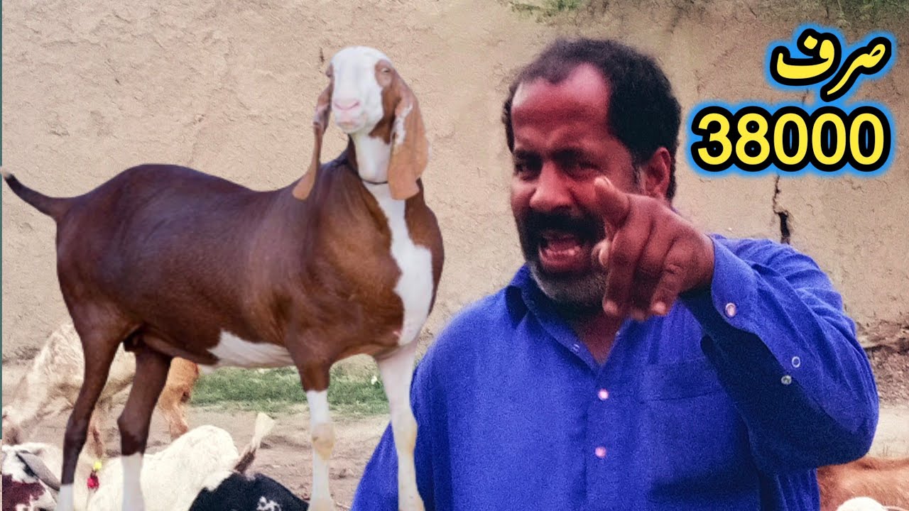 makhi Cheney rajanpuri Shera print khasi Bakra 03114787774 May 31, 2022 ...