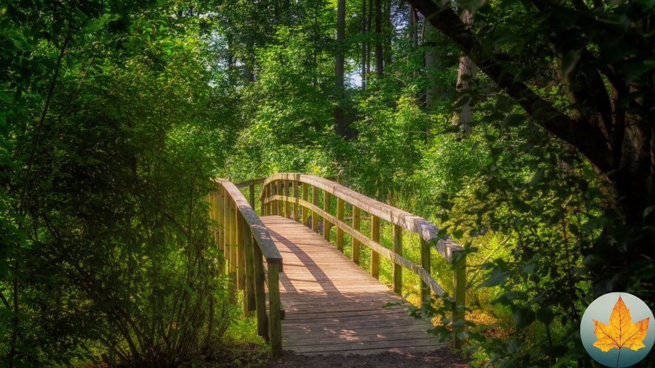 350||relaxing music for stress free|calm music|sleepmusic|#snvmusic ...