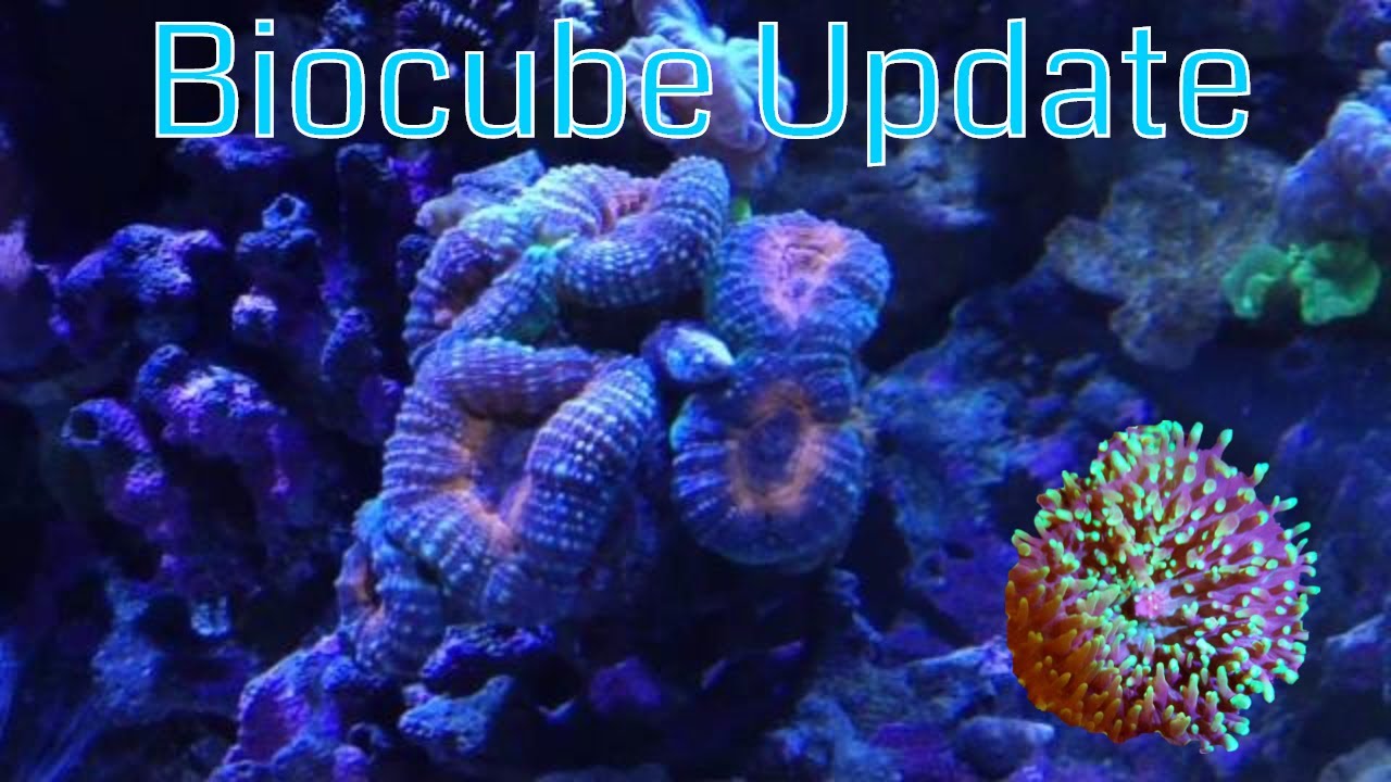 29 Gallon Biocube Reef Series Ep. 8 | New Corals - YouTube