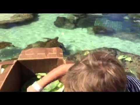 Turtles part 2 - YouTube