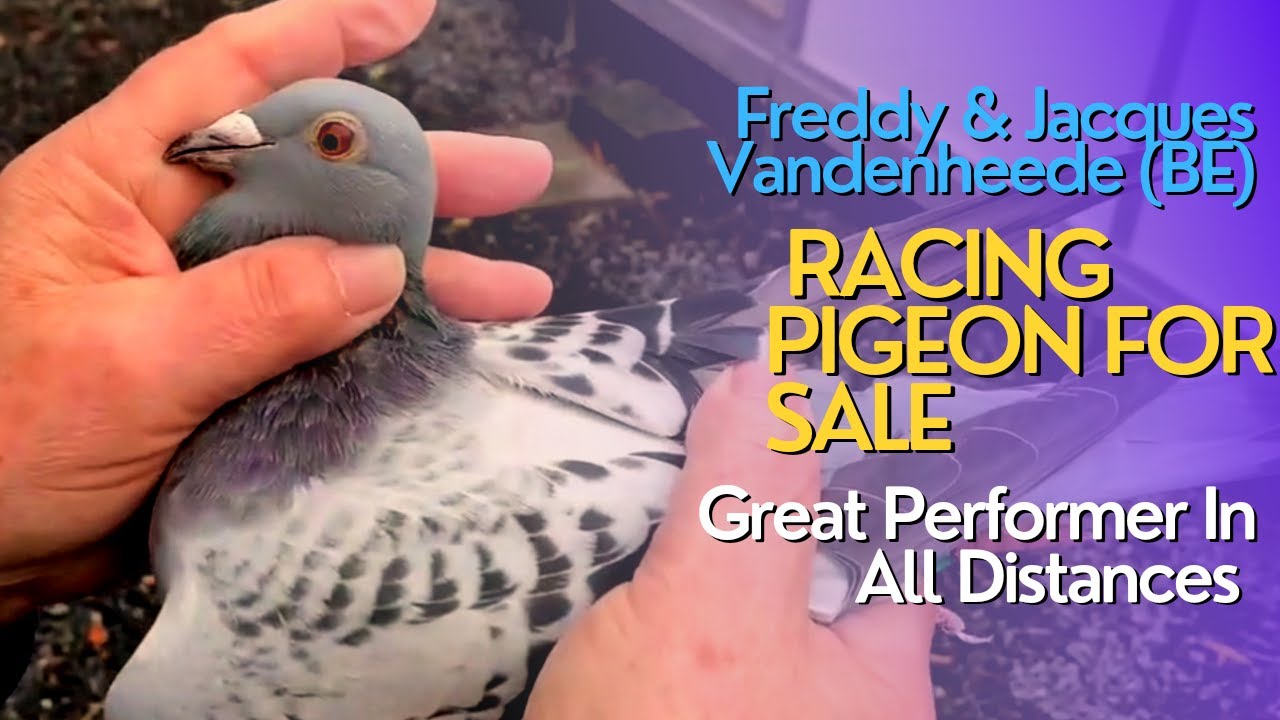 Best Racing Pigeon Breeder In Pipa Pigeons Paradise Auction | Racer ...