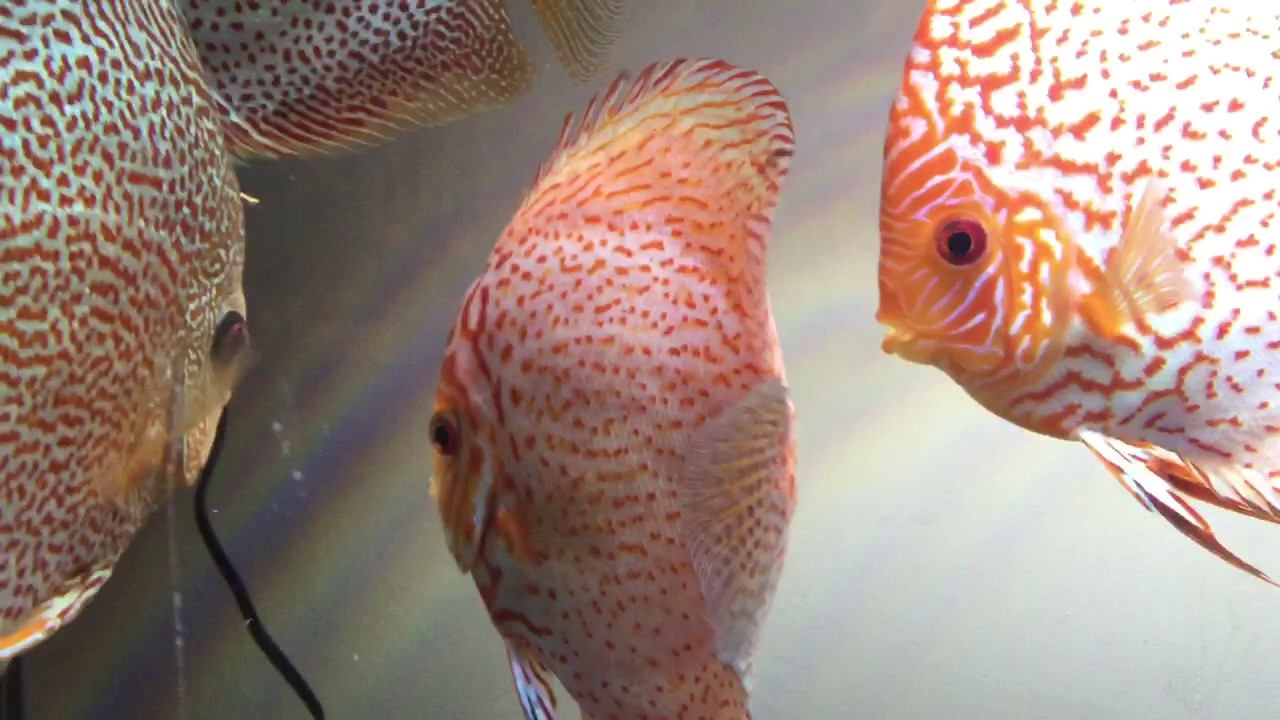 Stendker Jumbo Discus - YouTube