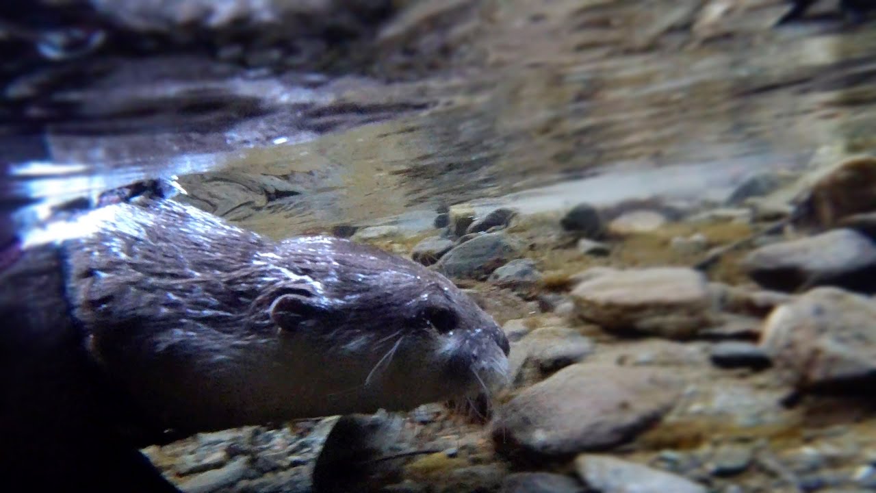The trip to the best river in Japan has just began [Otter life Day 186 ...