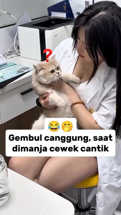 Gembul canggung, saat dimanja cewek cantik😂🤭#feedshorts #kucinglucu #funnyshorts - YouTube