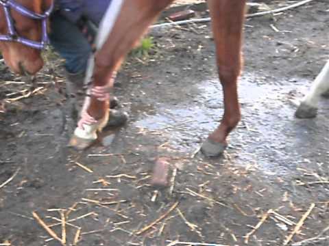 Herbie picking up feet vid 2 and showing legs