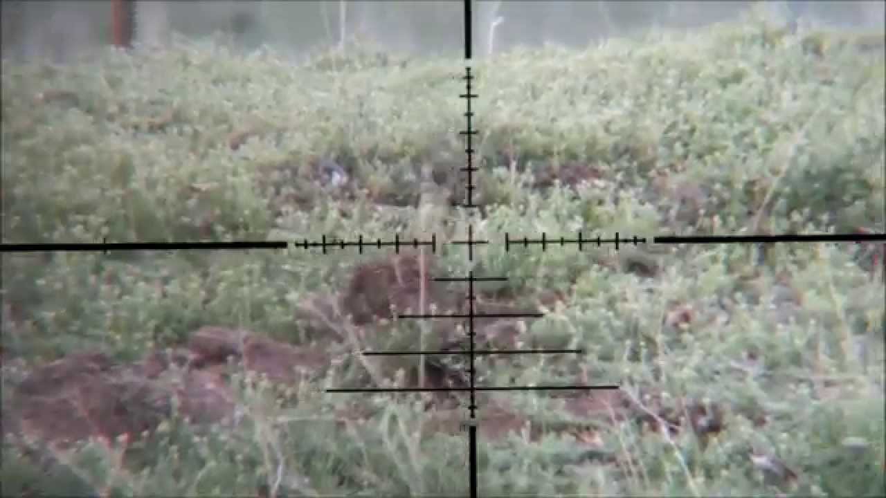 2015 Air Rifle Varmint Shoot - YouTube