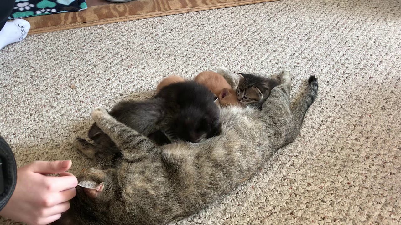 7 kitten feeding scrum - YouTube