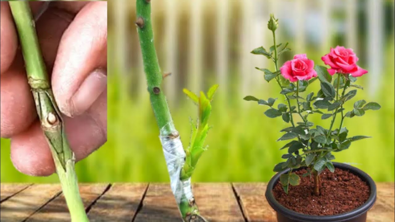 Rose grafting process / easy process of rose grafting at home #video# ...