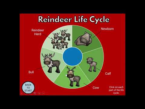 Reindeer Life Cycle - YouTube