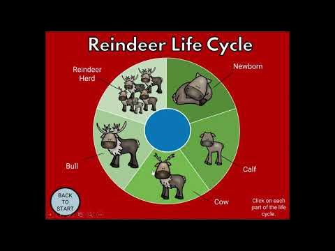 Reindeer Life Cycle - YouTube