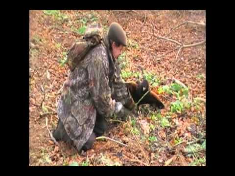 hawks hunting rabbits 28 jan 2012 - YouTube