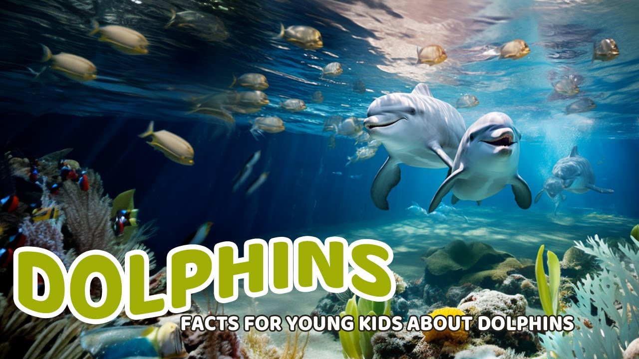 Dolphins 🐬 Fun Facts for Little Explorers - YouTube