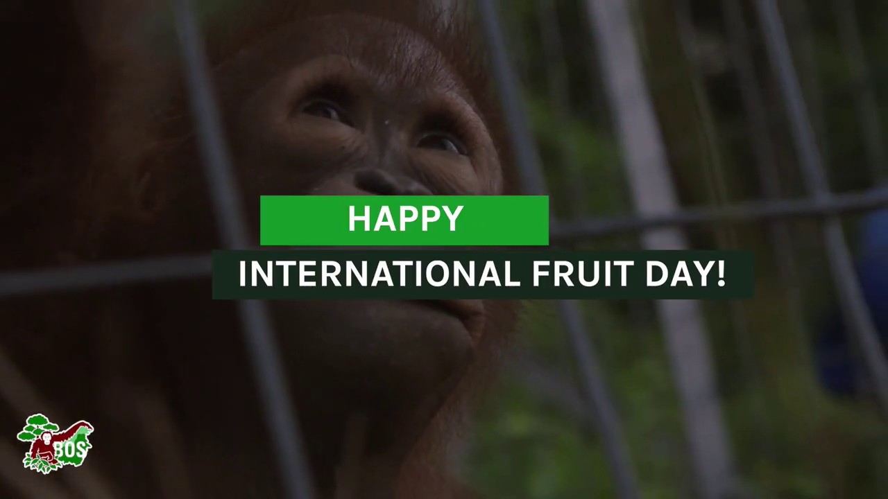 International Fruit Day! - YouTube