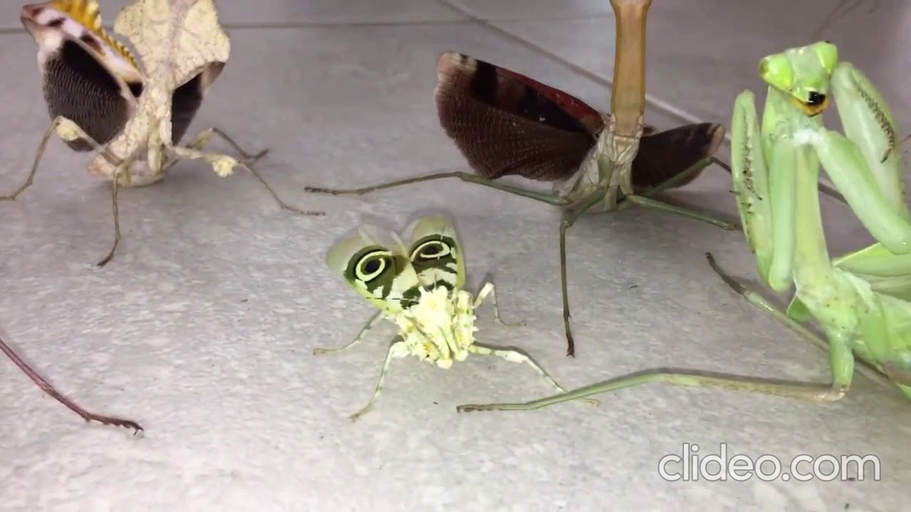 M e n a c i n g Praying mantis squad - YouTube