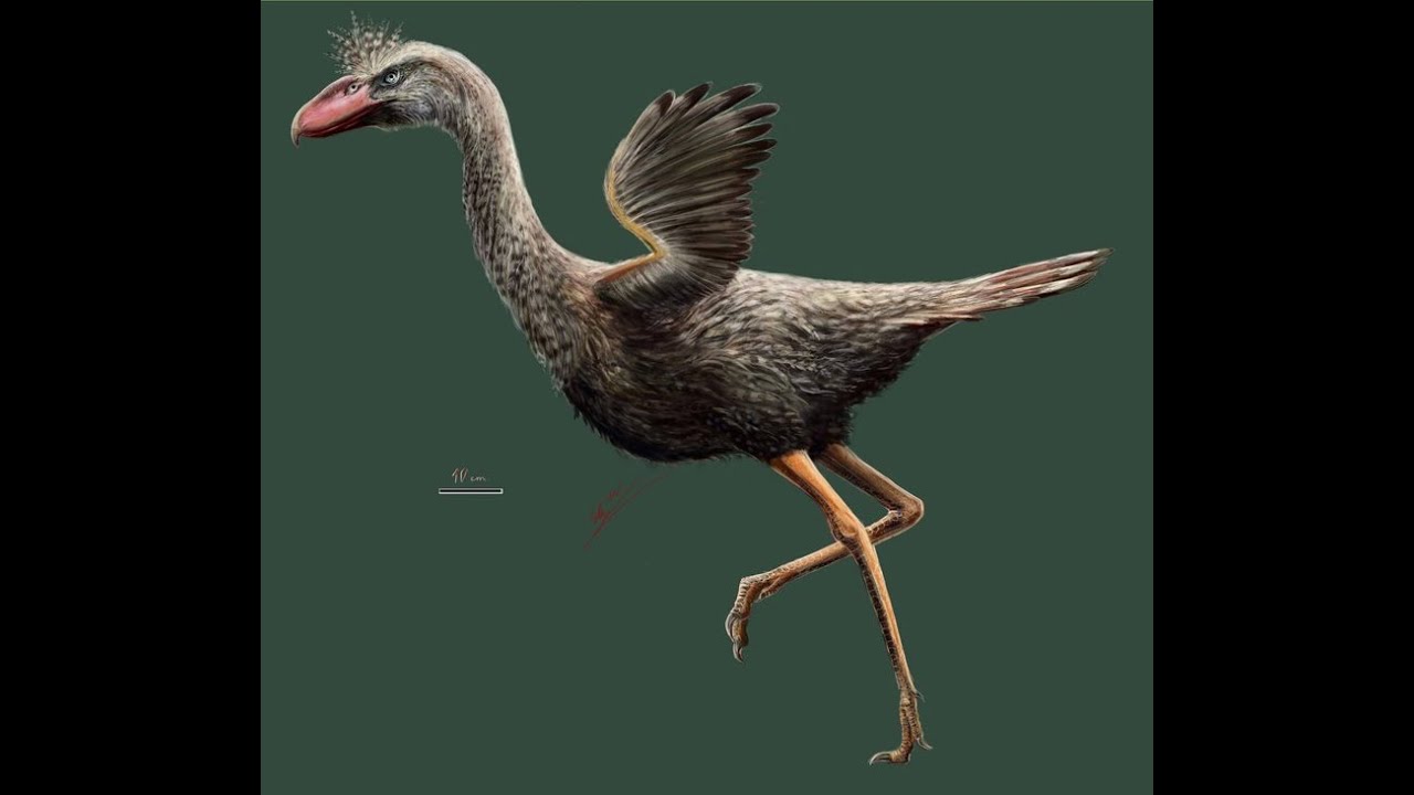 Llallawavis - Alchetron, The Free Social Encyclopedia