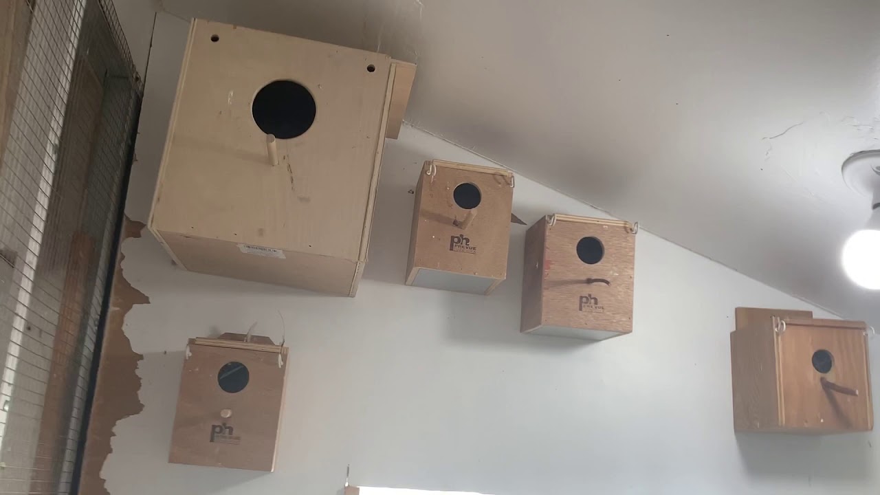 Lady Gouldian Finch Colony Breeding 2019 - YouTube