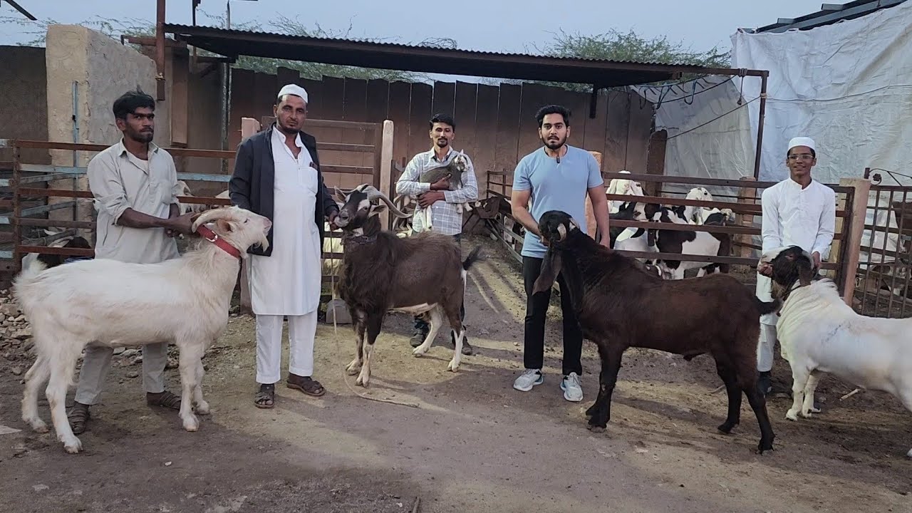 Unique Idea Of A Breeding Setup Palai Farm With Extreme Breeders Of ...