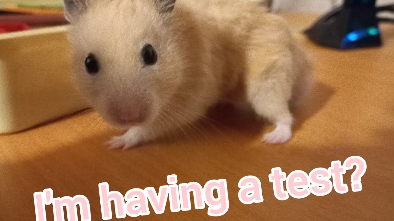 Hamster Takes his 1st Test - YouTube